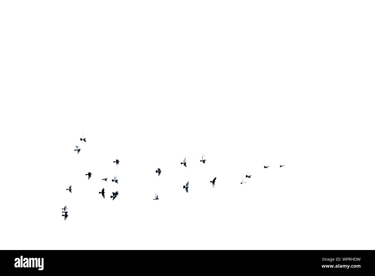 Flying Birds Cut Out Stock Images & Pictures - Alamy