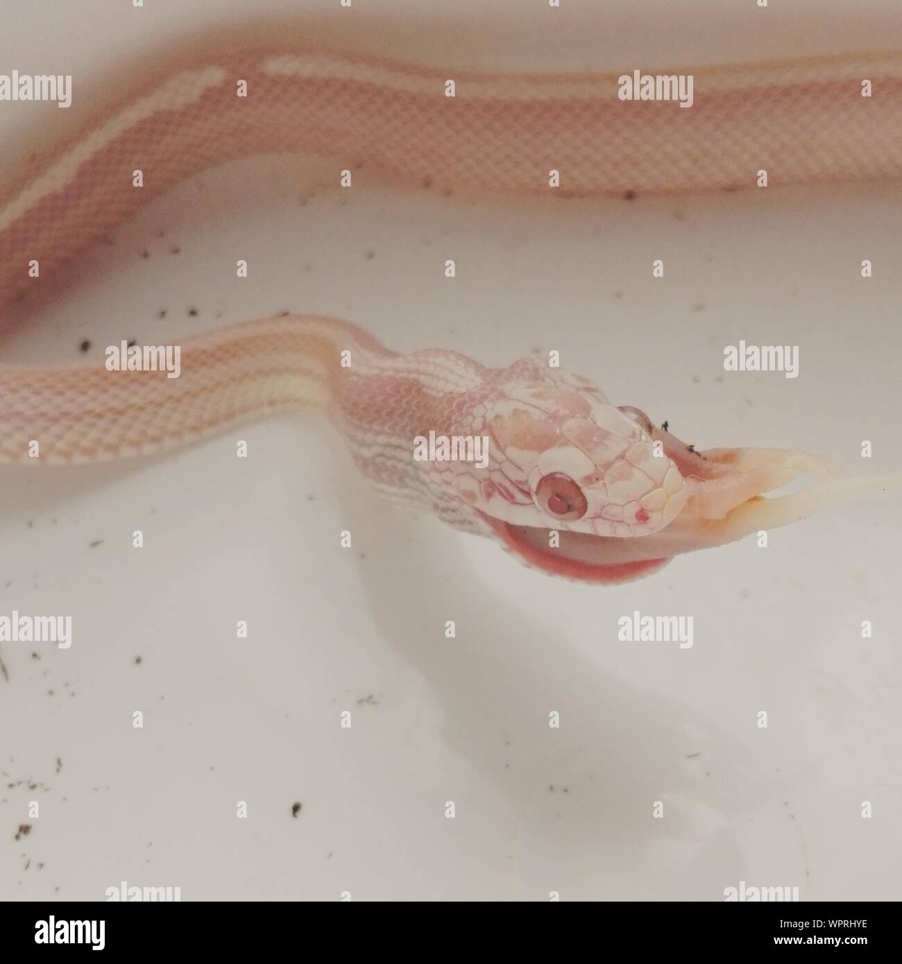 Snake eating prey hi-res stock photography and images - Alamy