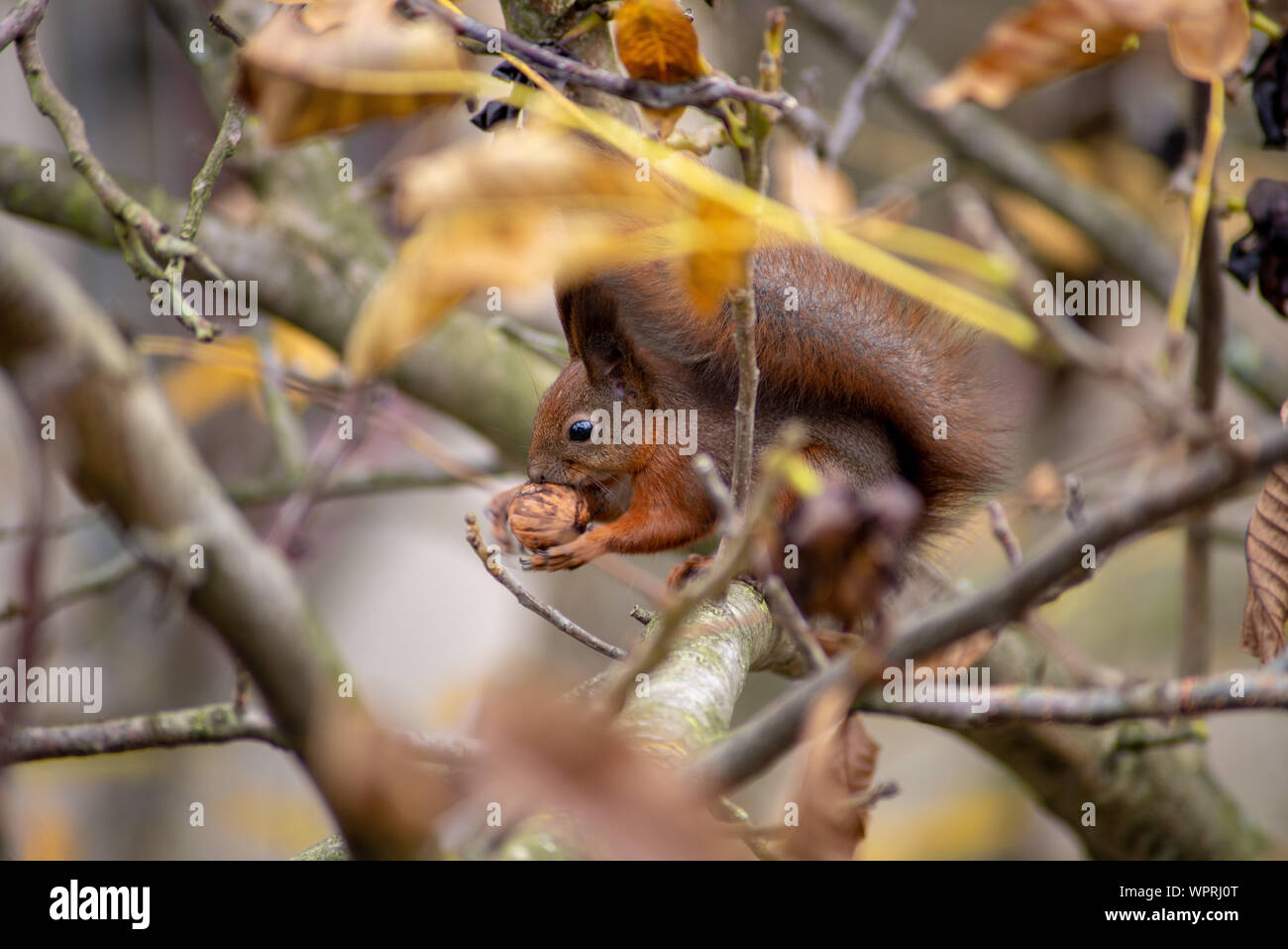 Red squirrel eating a walnut on the tree Stock Photo - Alamy