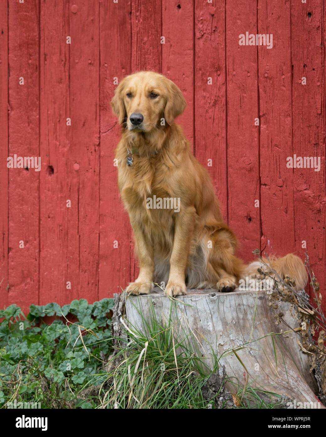 Tree stump and feature hi-res stock photography and images - Alamy