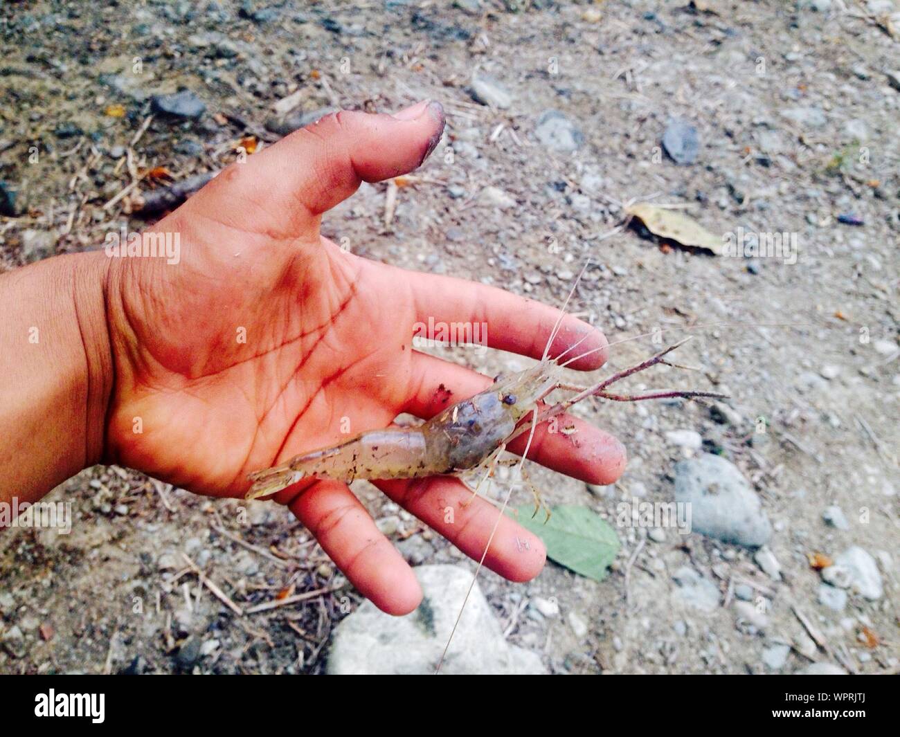 Man holding shrimp hi-res stock photography and images - Alamy