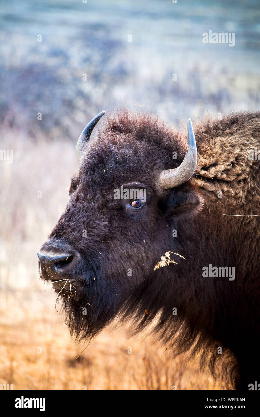 Custer state park bison in hi-res stock photography and images - Alamy
