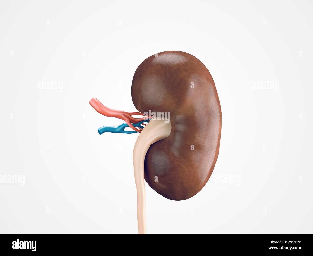 Real human kidney anatomy hi-res stock photography and images - Alamy