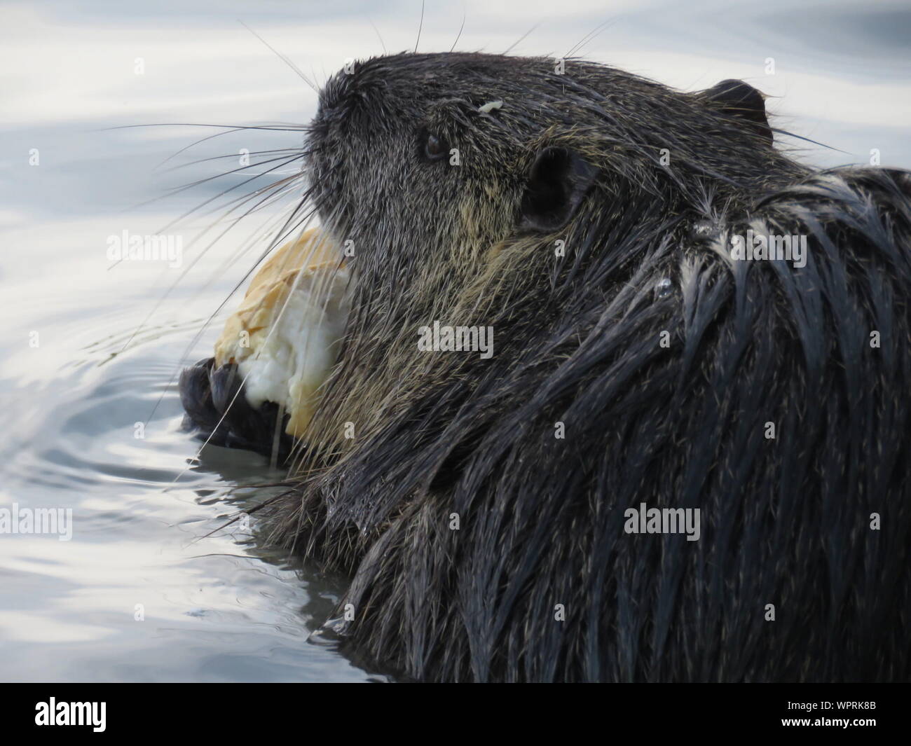Wet Nutria High Resolution Stock Photography and Images - Alamy