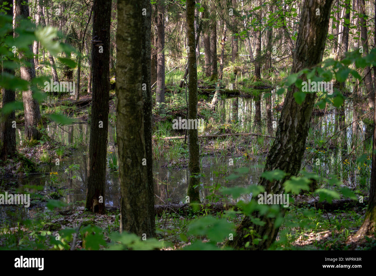 Wetlands and fallen trees in a deep, wild, old forest Stock Photo - Alamy