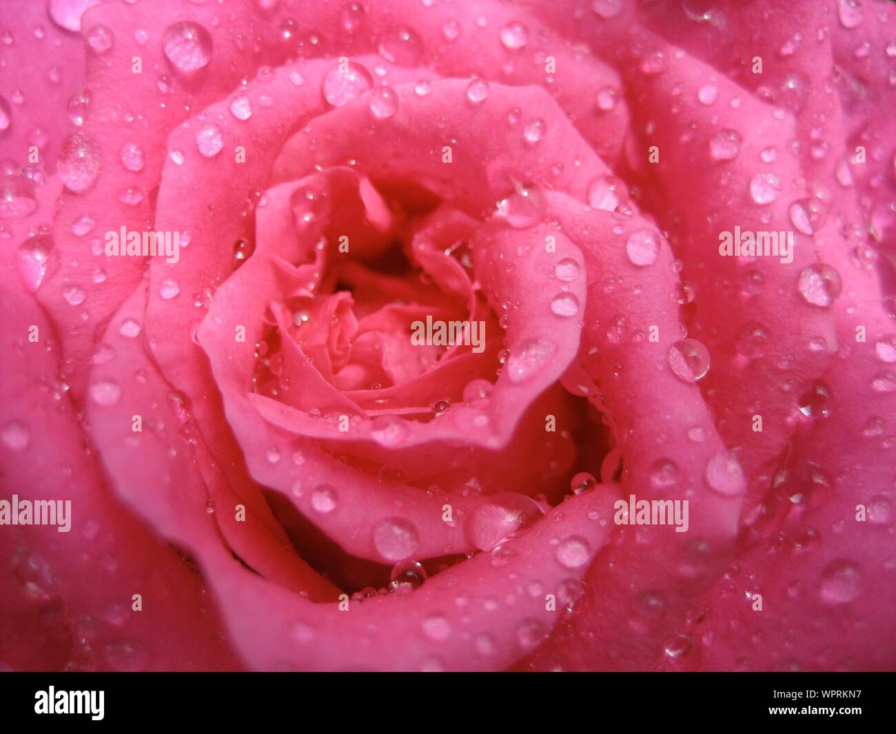 Rose and droplets hi-res stock photography and images - Alamy