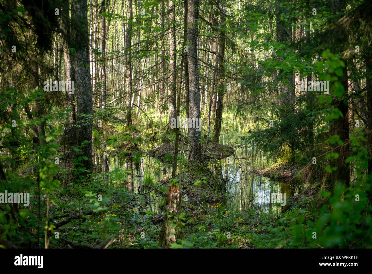 Wetlands and swamps in a deep, wild, old forest Stock Photo - Alamy