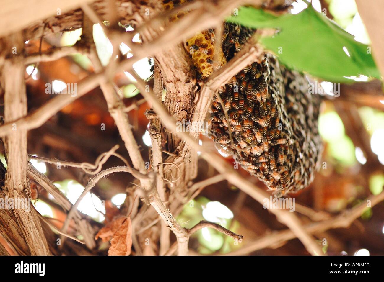 Honeycomb Tree Branch High Resolution Stock Photography and Images - Alamy