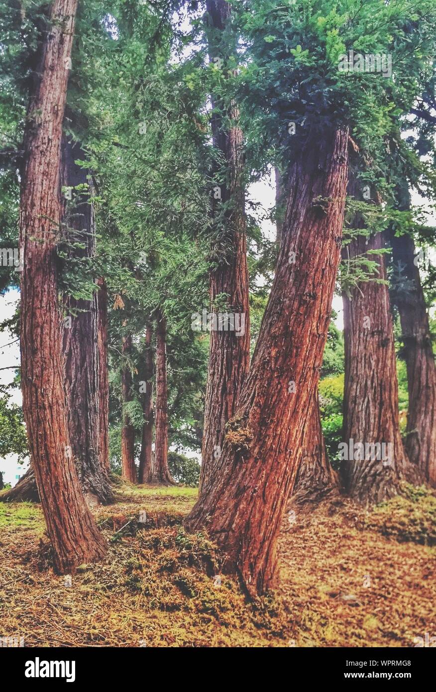 Brown tree hi-res stock photography and images - Alamy