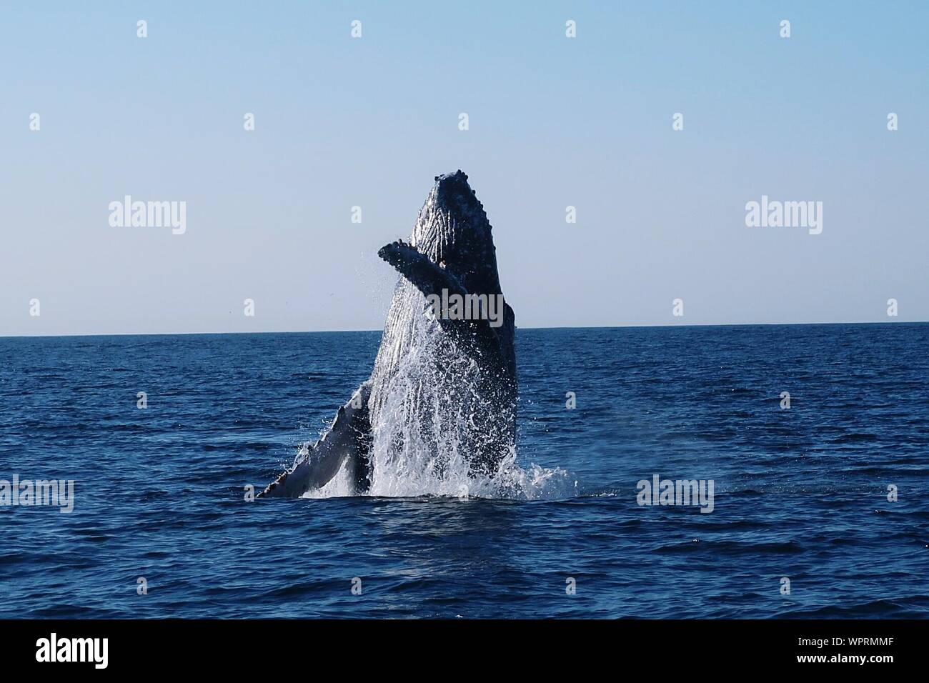 Whale splashing water hi-res stock photography and images - Alamy