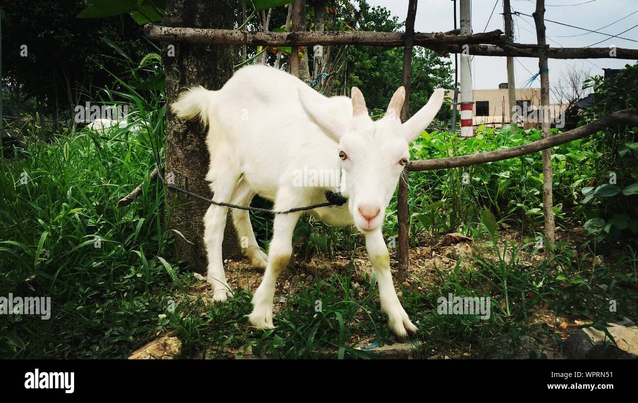 Goat tied hi-res stock photography and images - Alamy