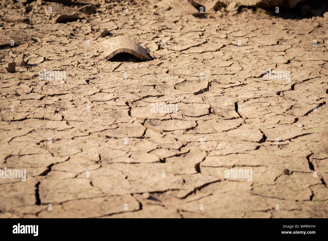 Land with Dry and Cracked Ground, with Young Plants Growing out ...