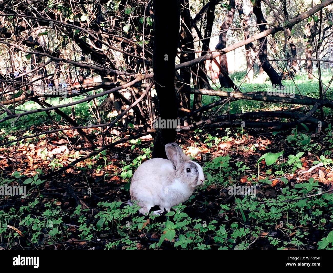 Rabbit tree trunk hi-res stock photography and images - Alamy