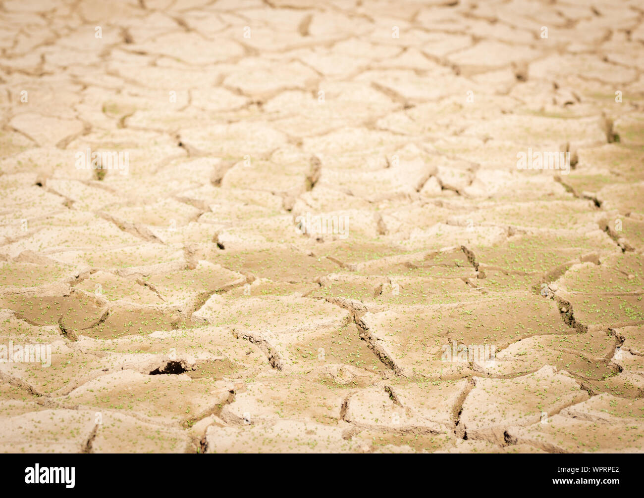 Land with Dry and Cracked Ground, with Young Plants Growing out ...