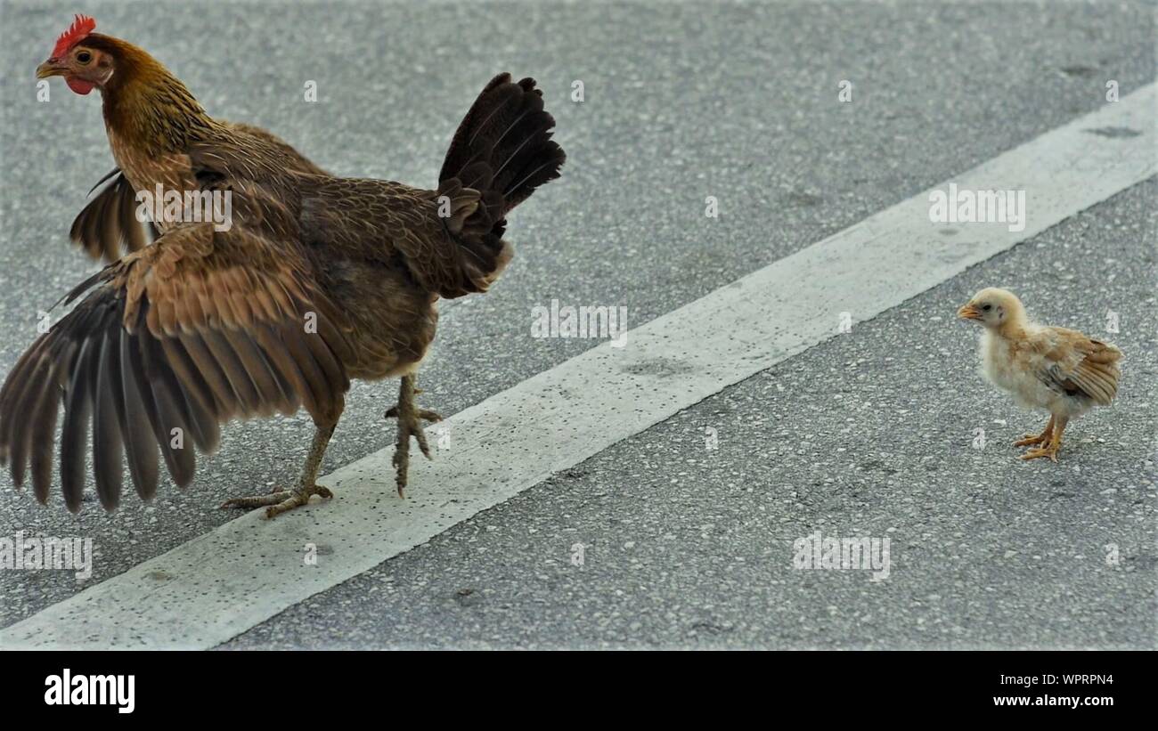 Small chicken hen hi-res stock photography and images - Alamy