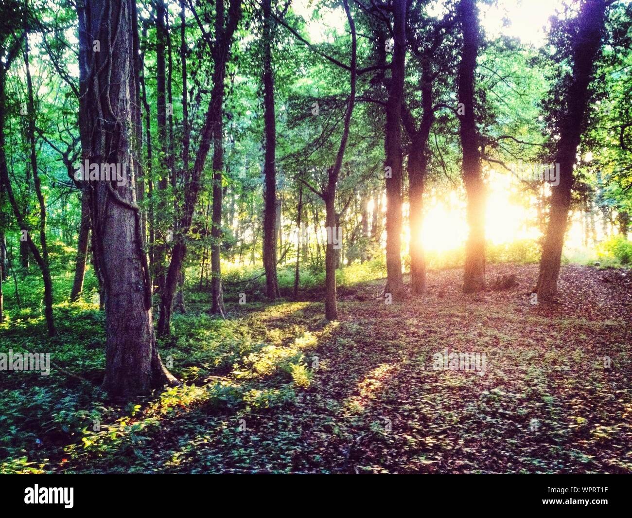 Backlit forest hi-res stock photography and images - Alamy