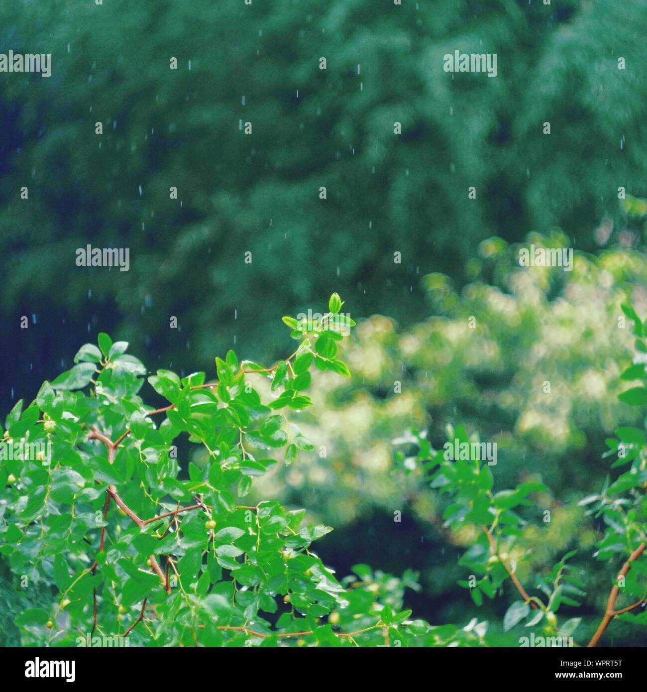 Rain tree leaves hi-res stock photography and images - Alamy