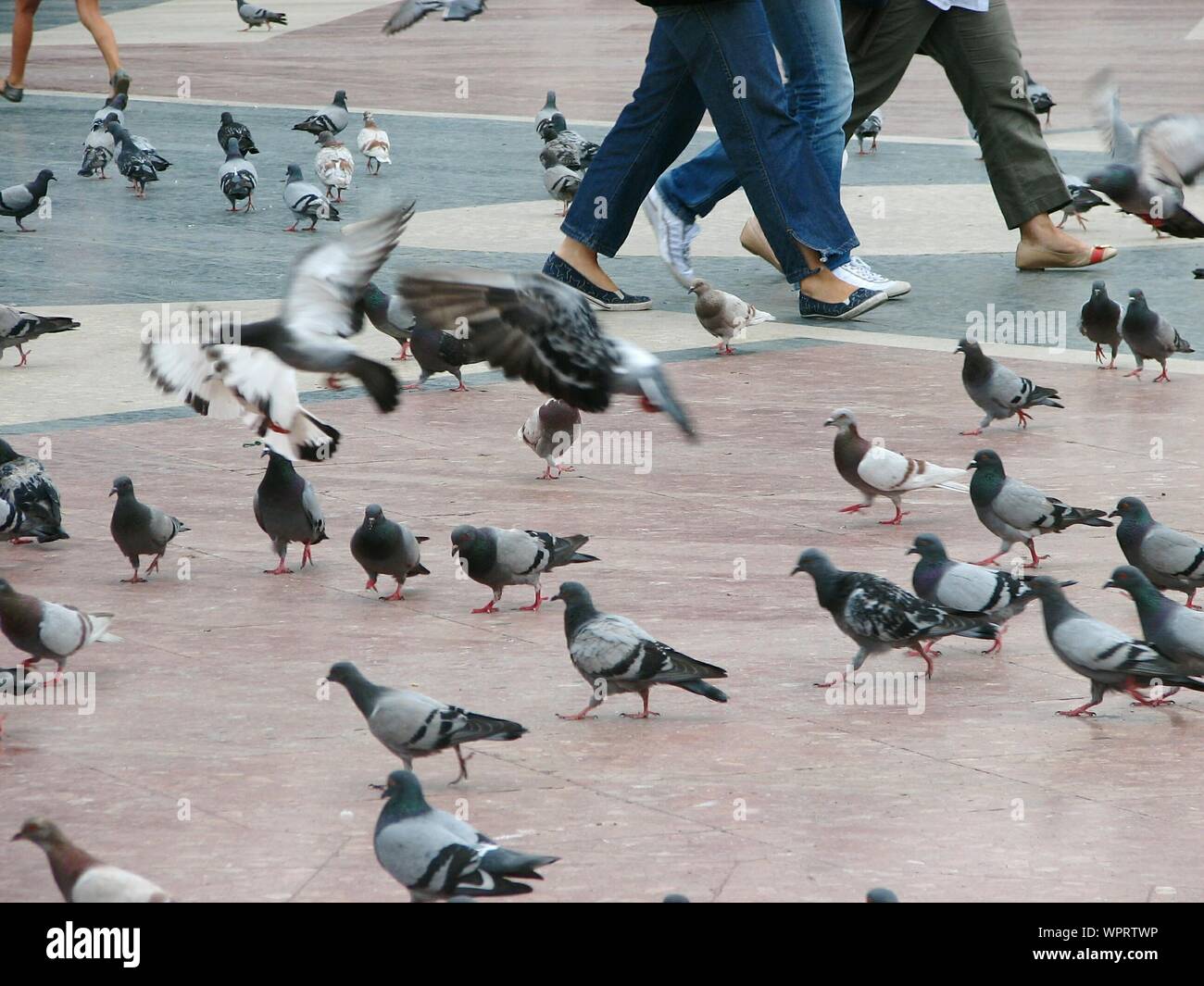 Walking pigeon hi-res stock photography and images - Alamy