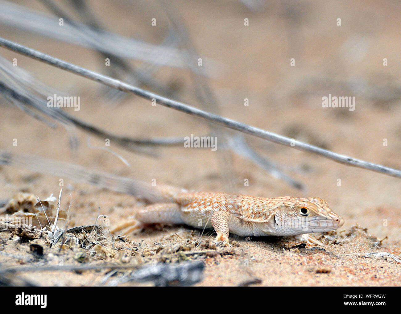 Fringe Toed Lizard High Resolution Stock Photography and Images - Alamy
