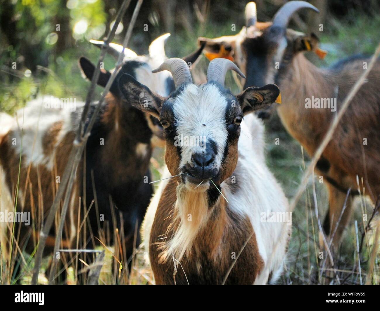 Goat Eating Grass Not Field High Resolution Stock Photography and ...
