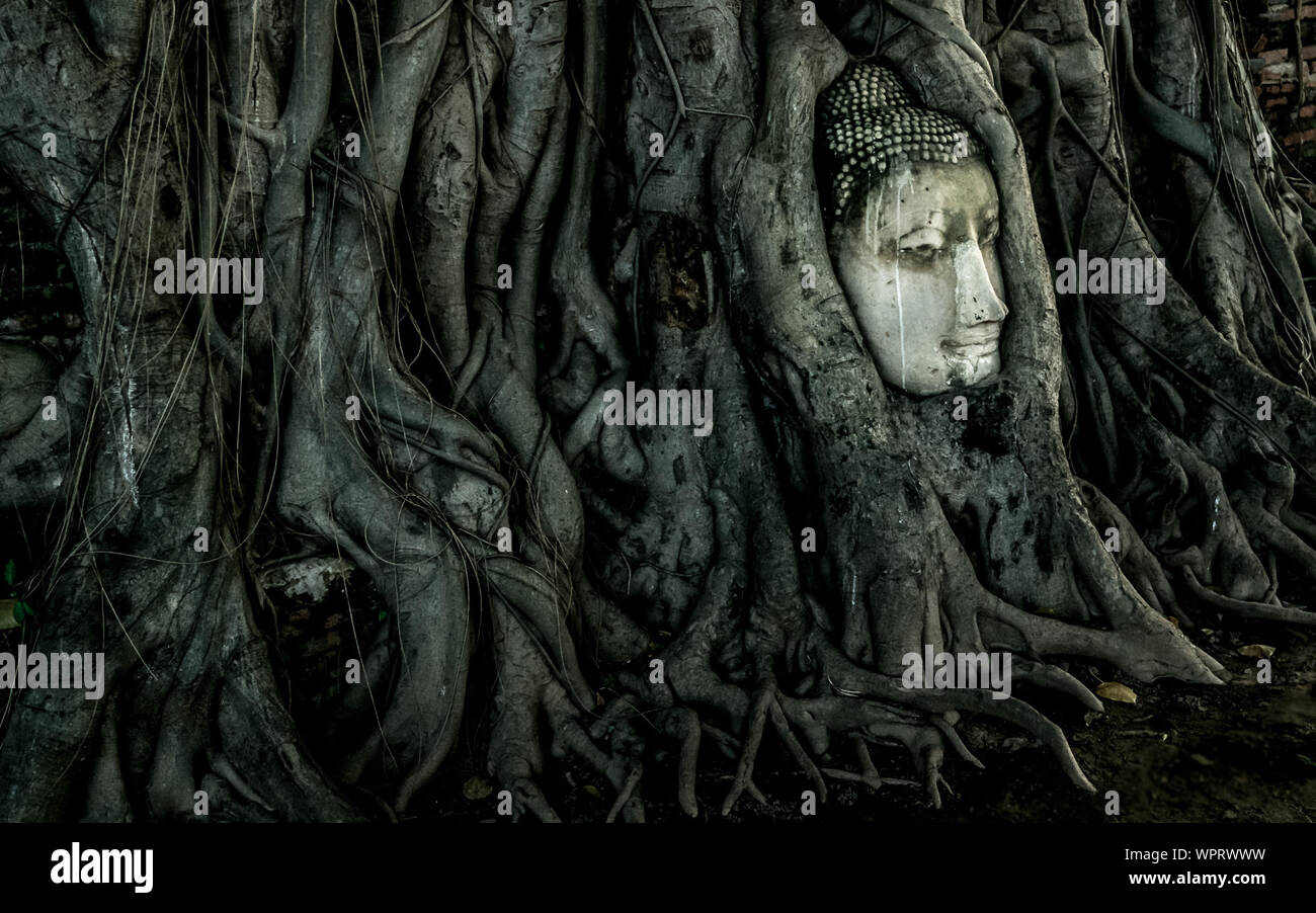 Statue in tree hi-res stock photography and images - Alamy