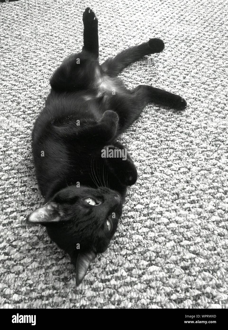 Black Cat Lying On Back Stock Photo - Alamy