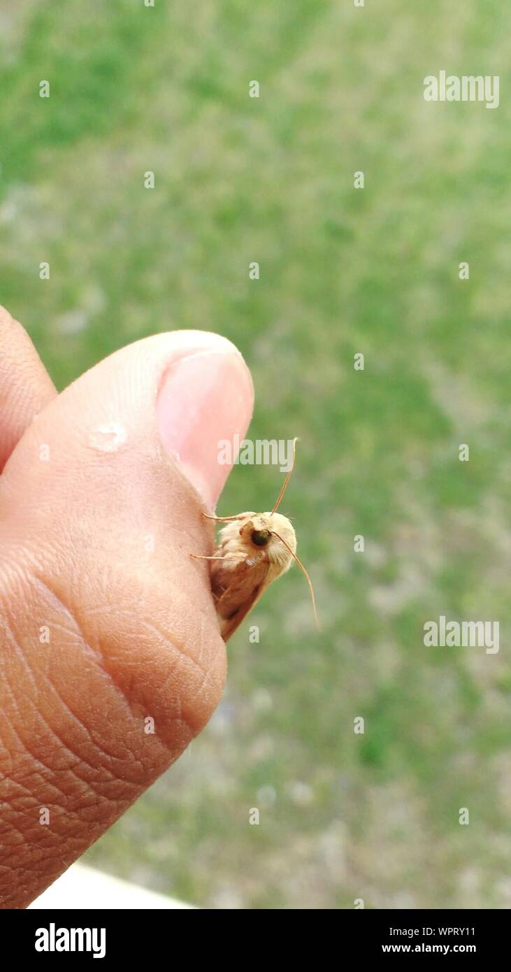 Person holding moth hi-res stock photography and images - Alamy