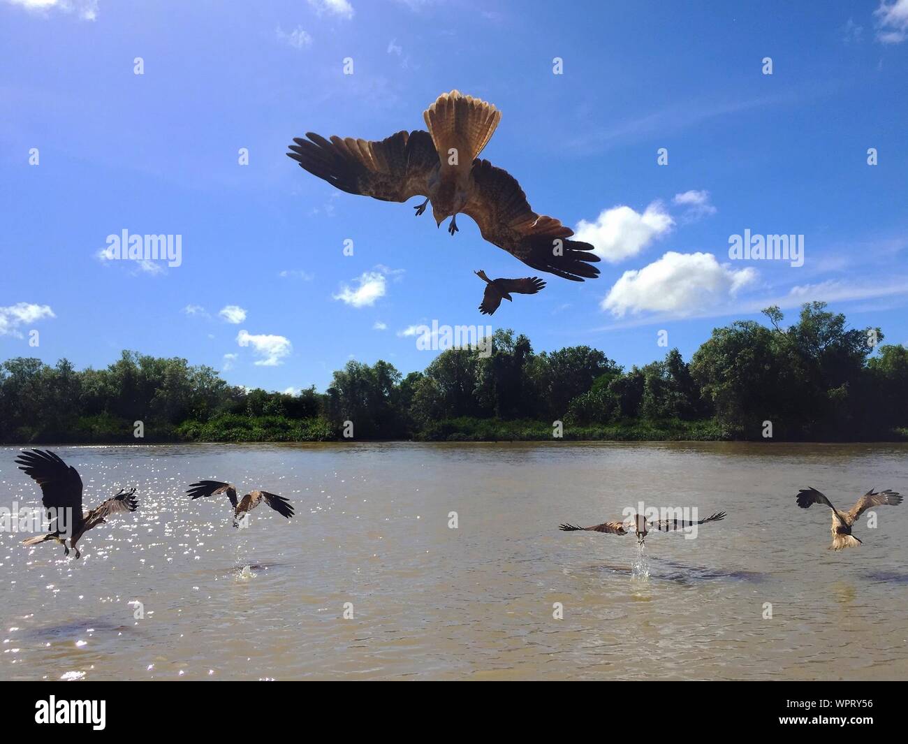 Birds flying over water hi-res stock photography and images - Alamy