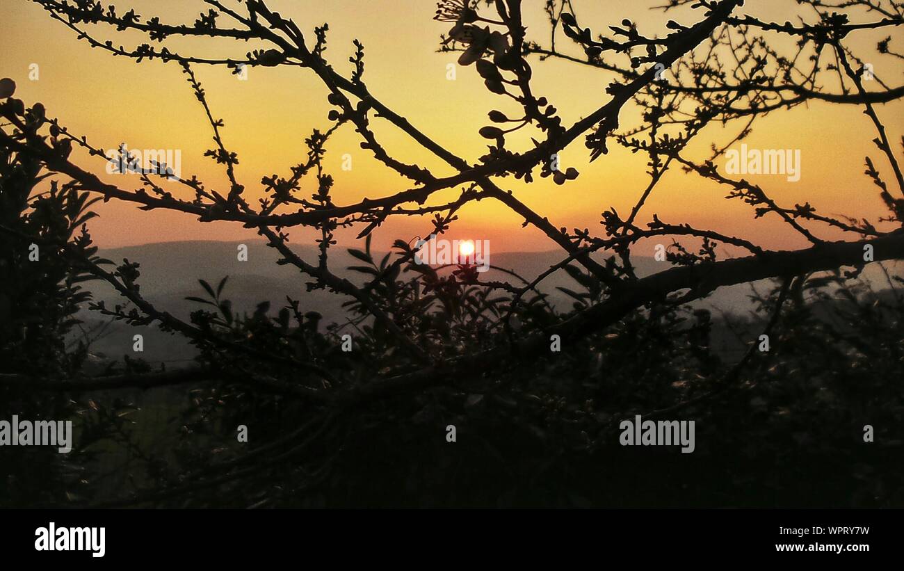 Tree branch sunset hi-res stock photography and images - Alamy