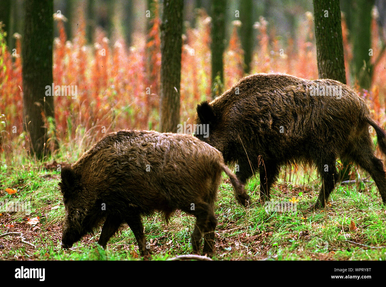 Wild Boar On Field In Forest Stock Photo - Alamy