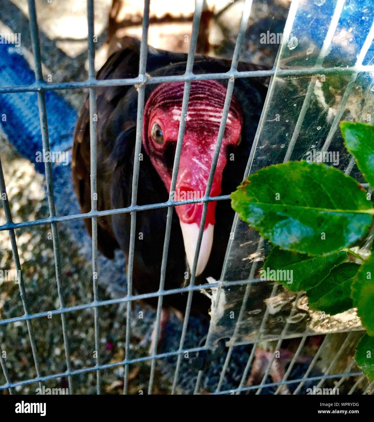 Turkey in cage hi-res stock photography and images - Alamy