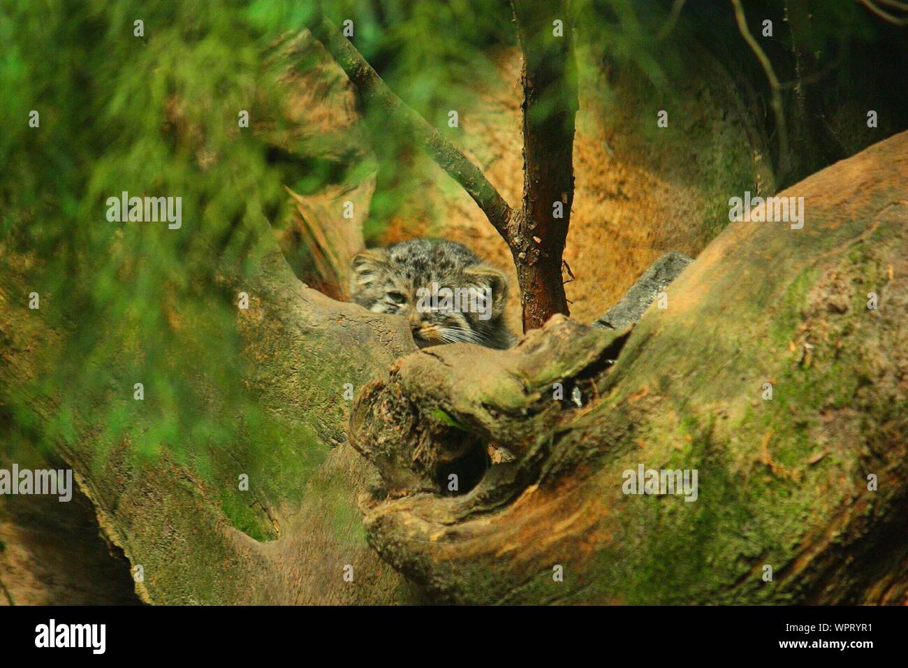 Snow leopard cub in the snow hi-res stock photography and images - Alamy