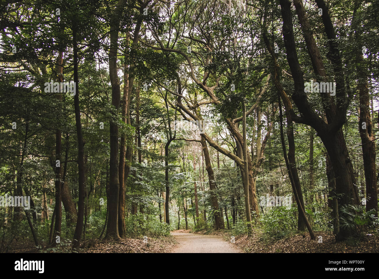 Deciduous green forest with backlight near Tokyo, Japan Stock Photo - Alamy