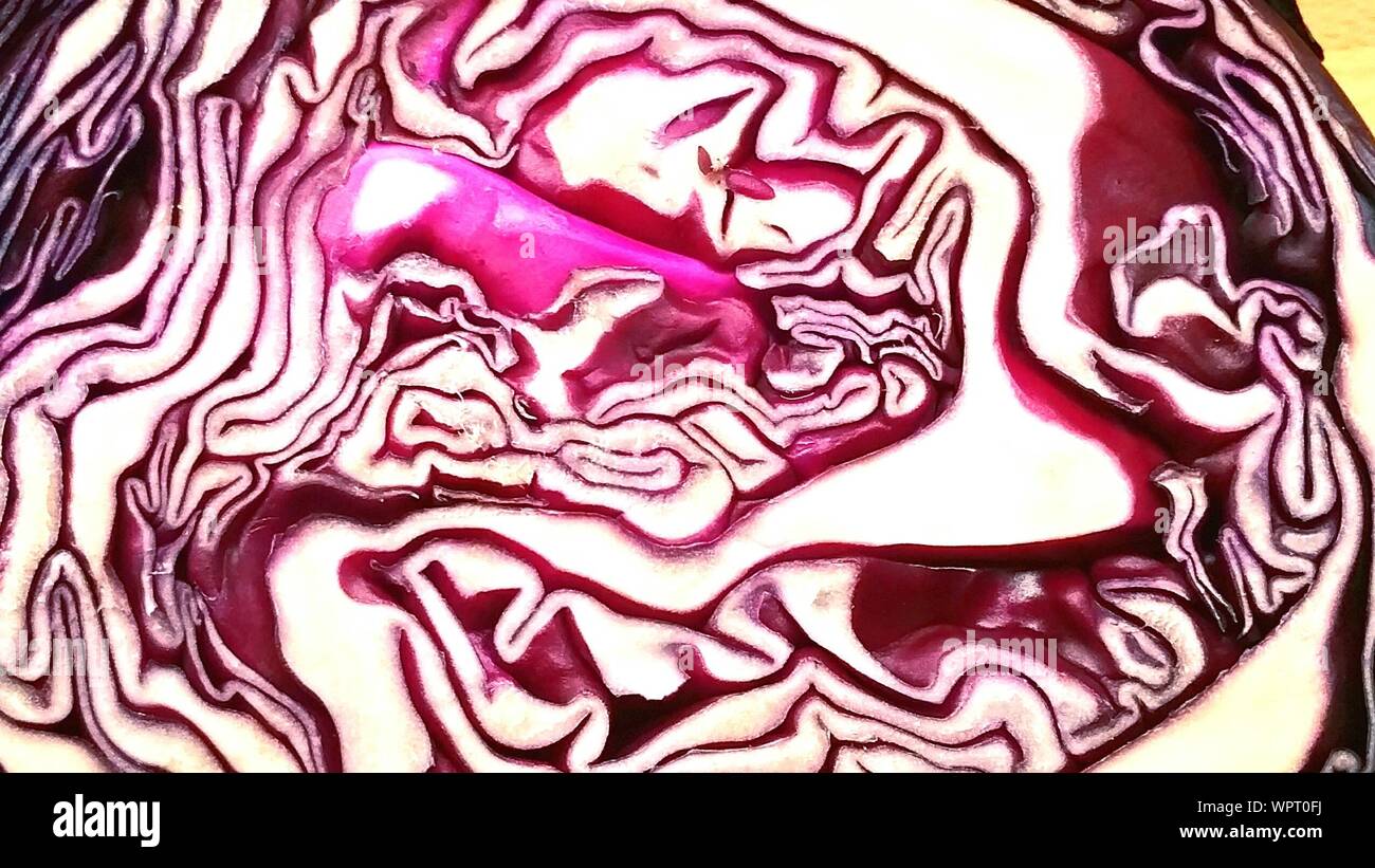 Cross Section Close Up Red Cabbage High Resolution Stock Photography ...