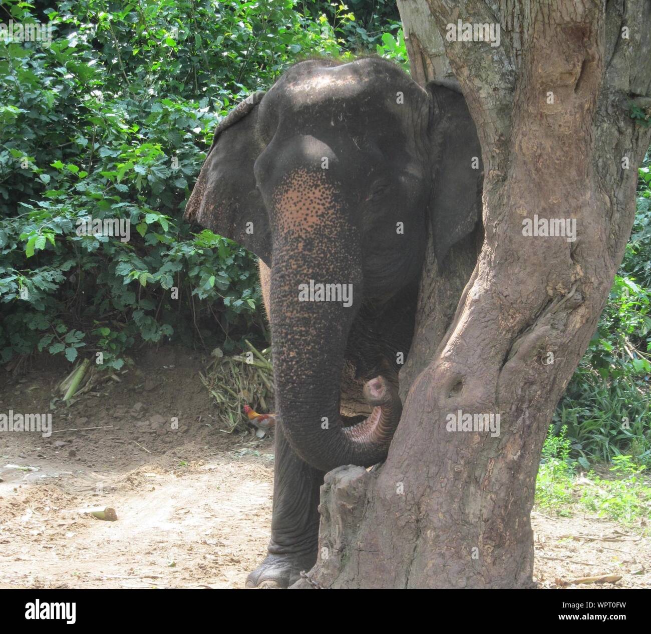 Elephant Trunk Tree High Resolution Stock Photography and Images - Alamy