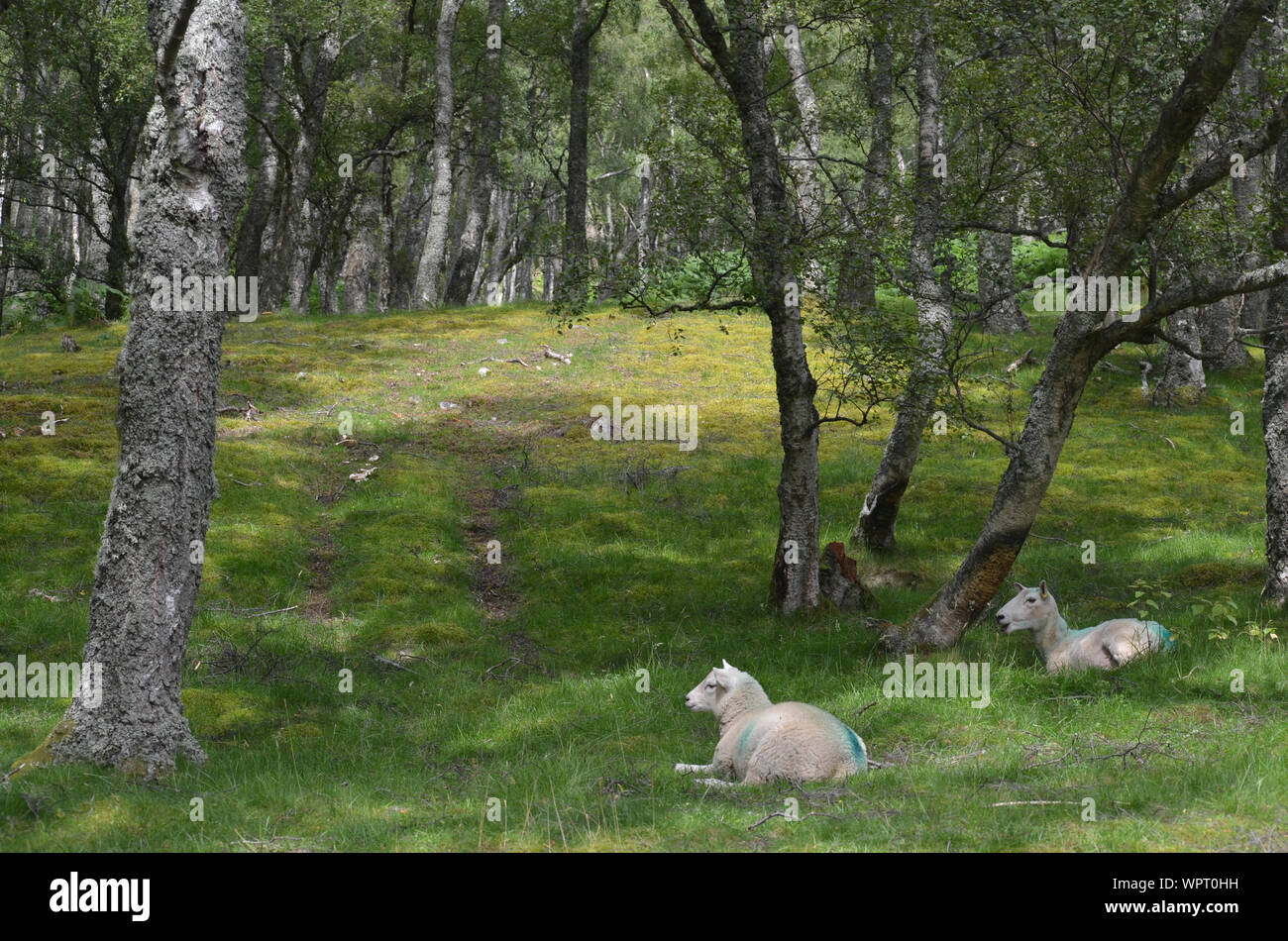 Cheviot sheep resting in River Dee valley near Ballater, Cairngorms ...