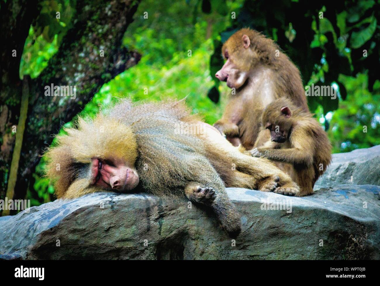 Singapore Zoo Baboon High Resolution Stock Photography and Images - Alamy
