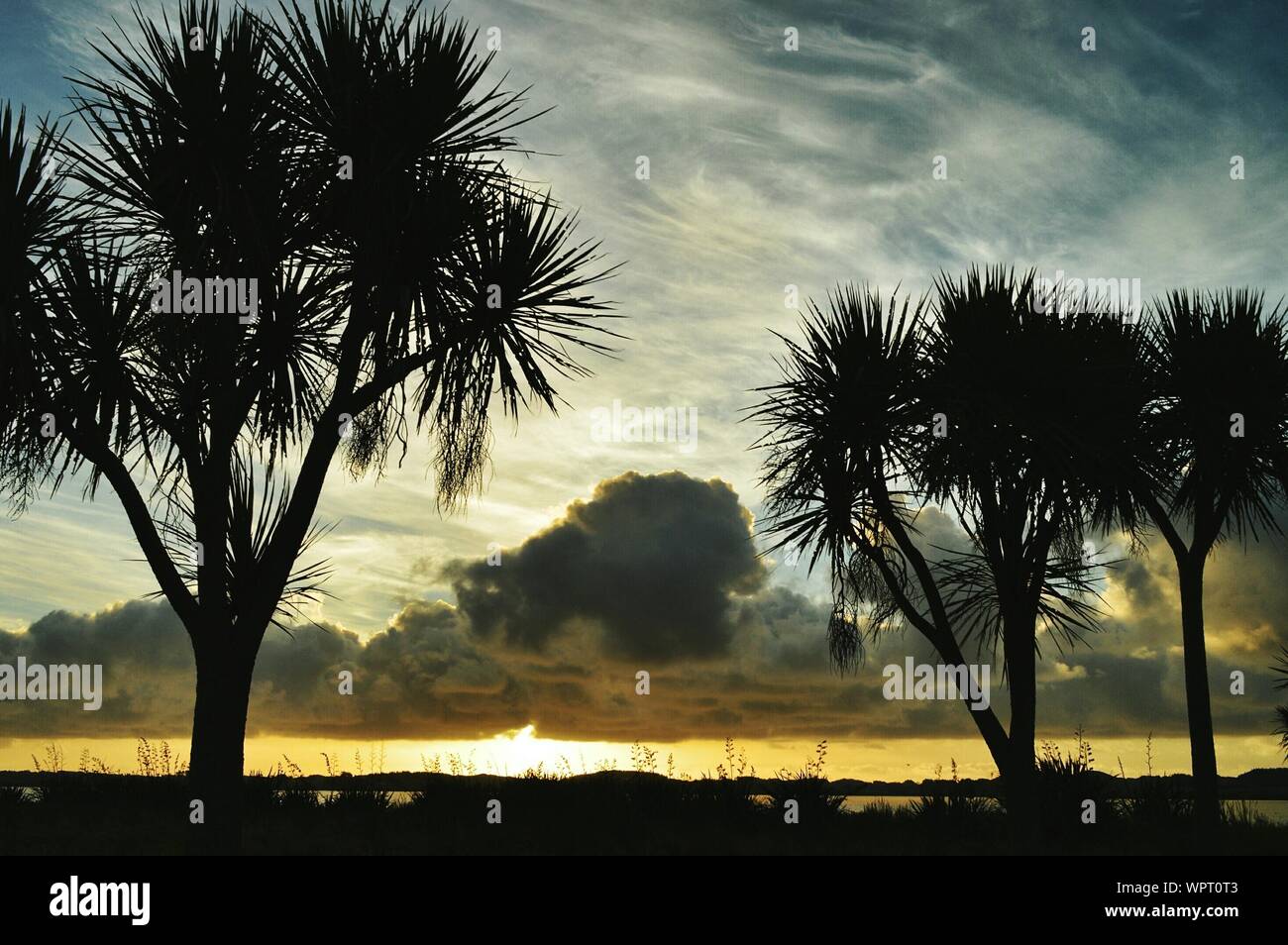 Cordyline Australis High Resolution Stock Photography and Images - Alamy