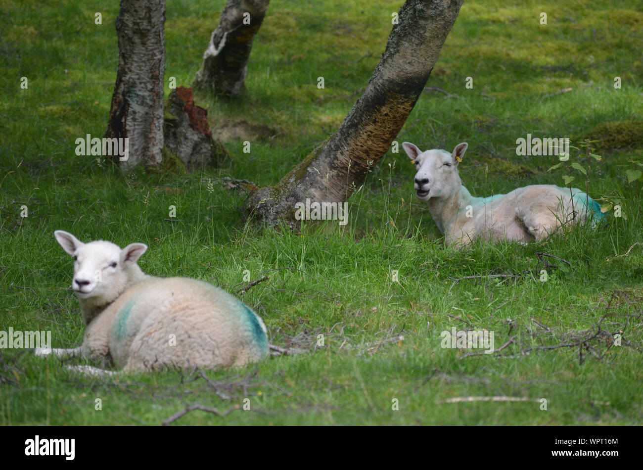Cheviot sheep resting in River Dee valley near Ballater, Cairngorms ...