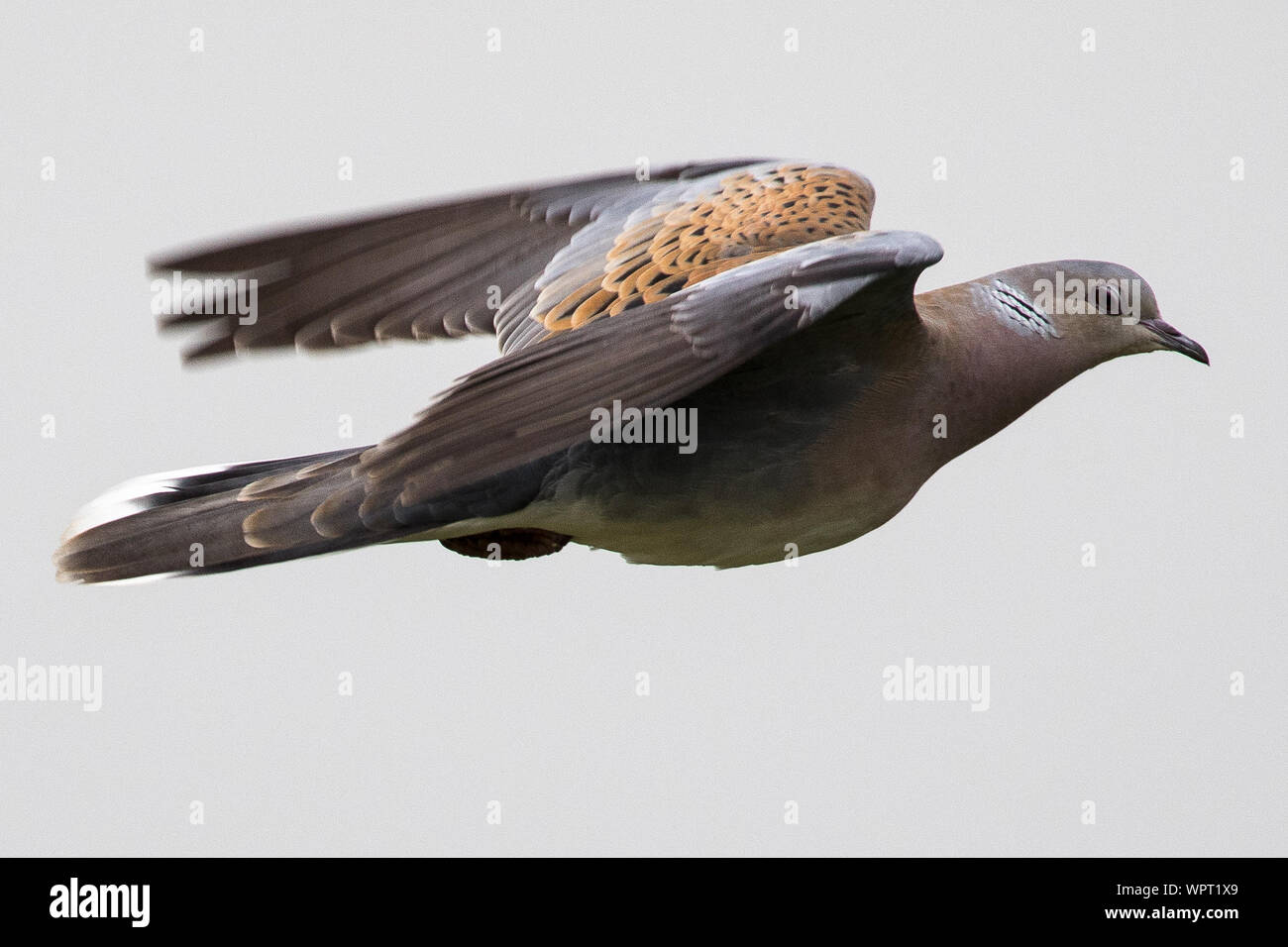 Turtle dove flying hi-res stock photography and images - Alamy