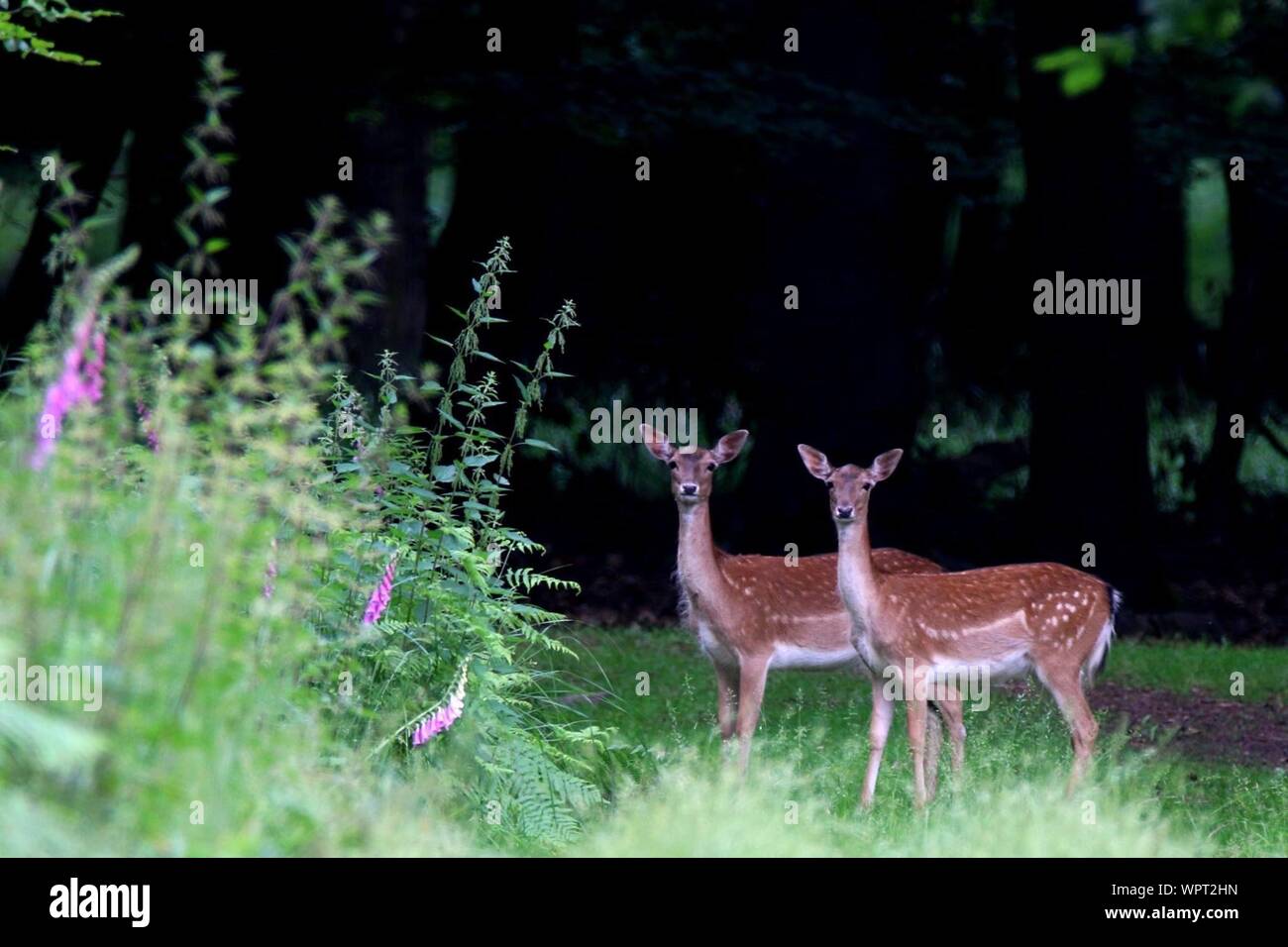 Deer front view hi-res stock photography and images - Alamy