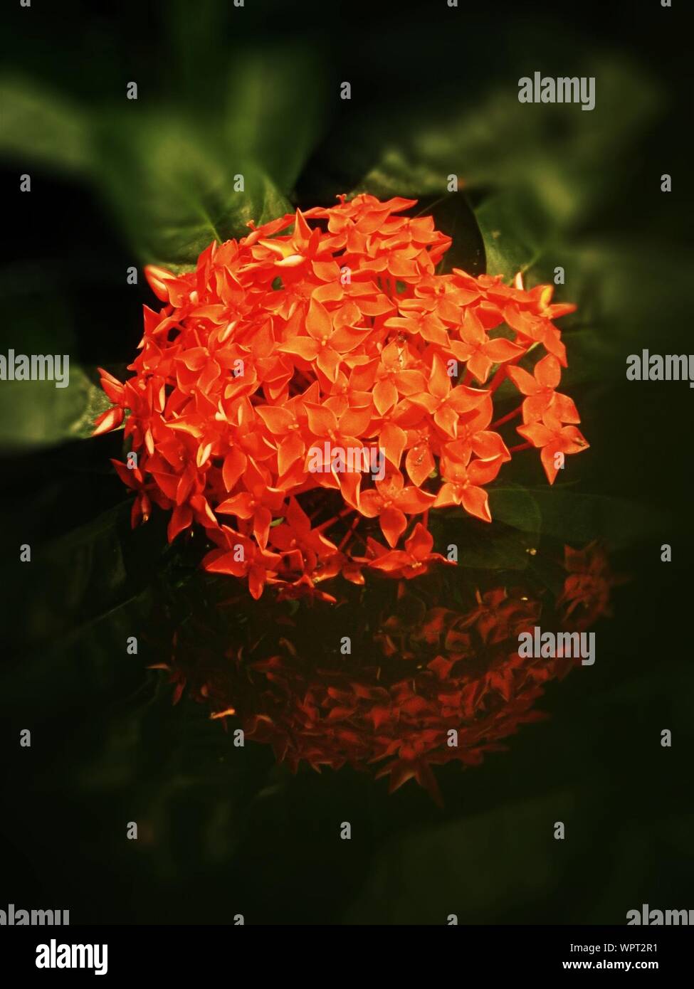 Red ixoras hi-res stock photography and images - Alamy