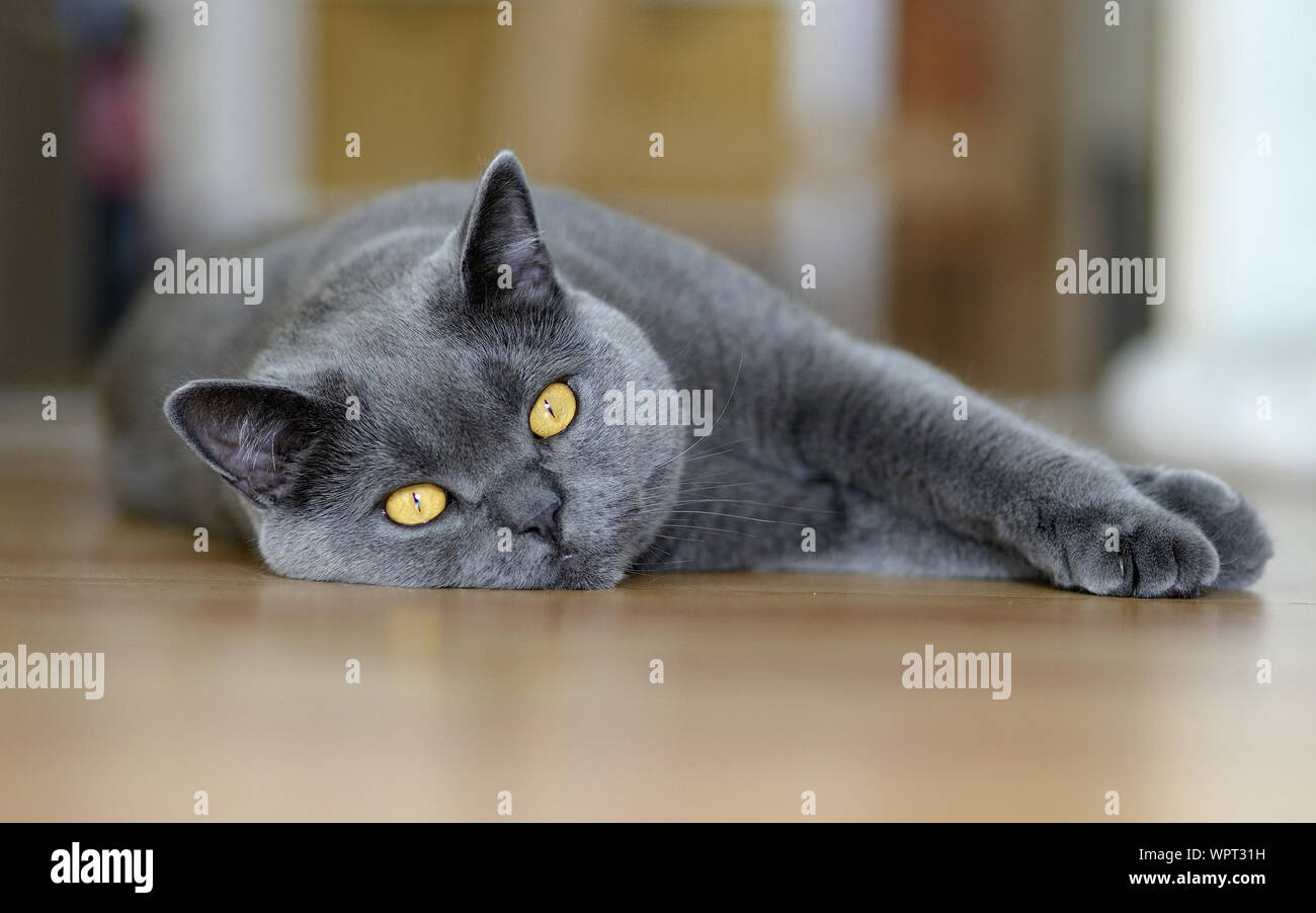Chartreux cat portrait hi-res stock photography and images - Alamy