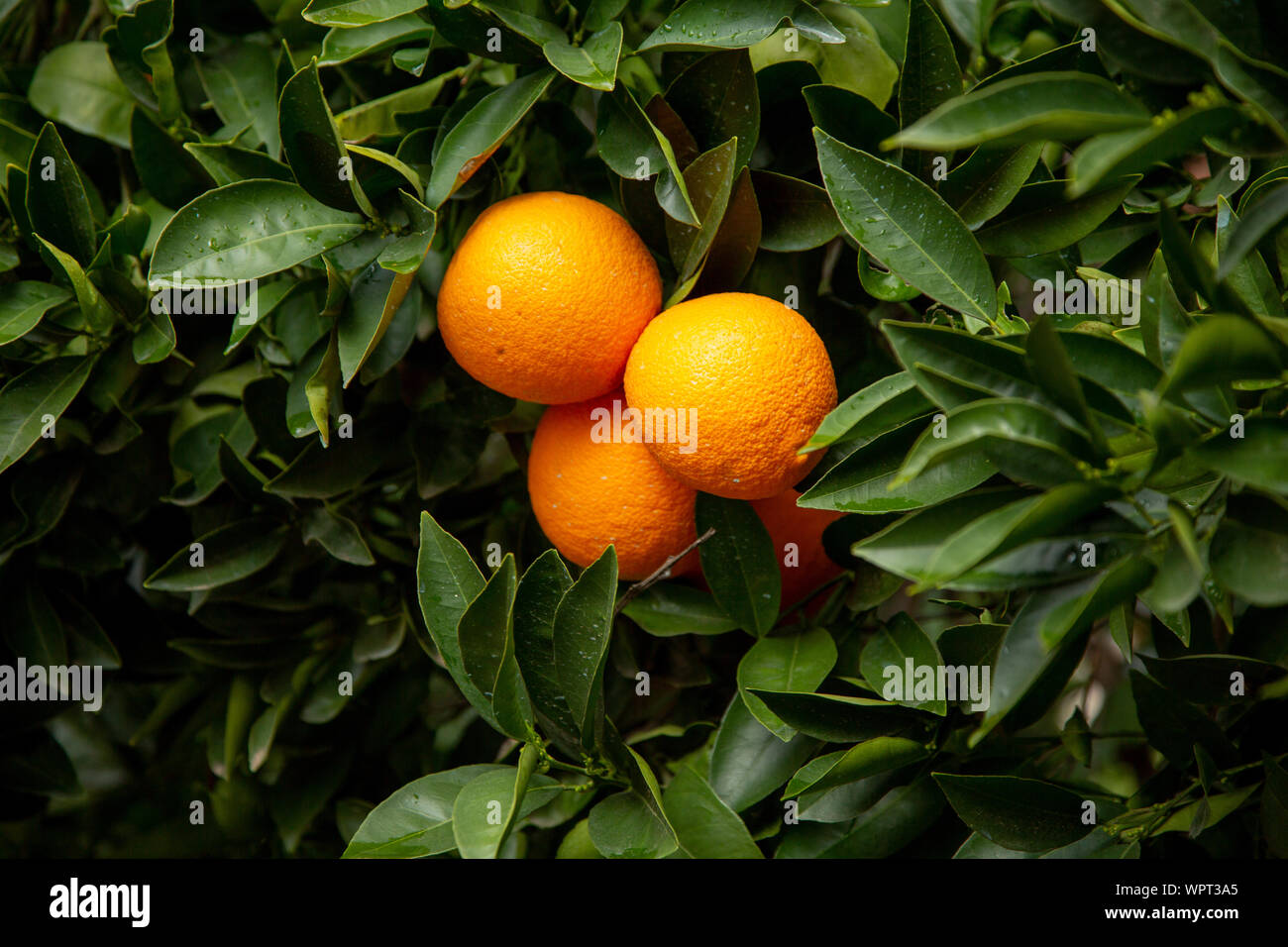Navel orange tree riverside hi-res stock photography and images - Alamy