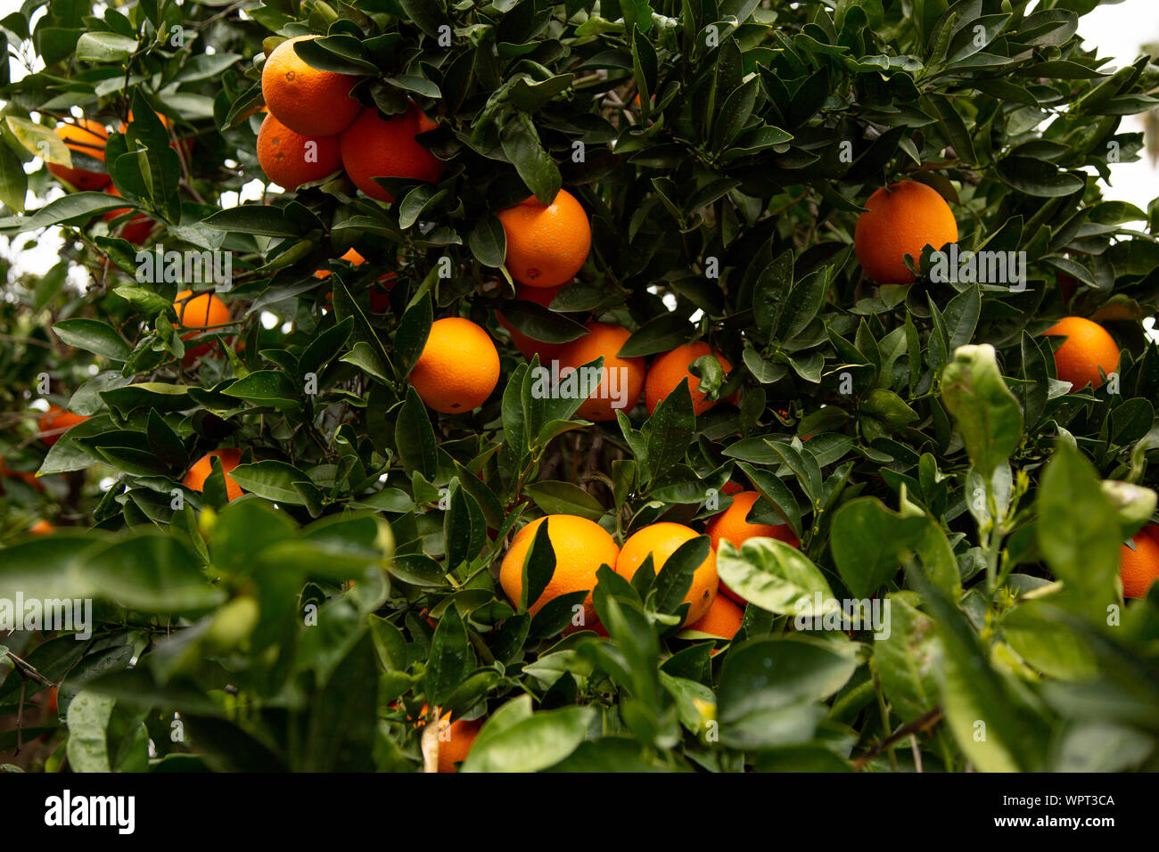 Navel orange tree riverside hi-res stock photography and images - Alamy