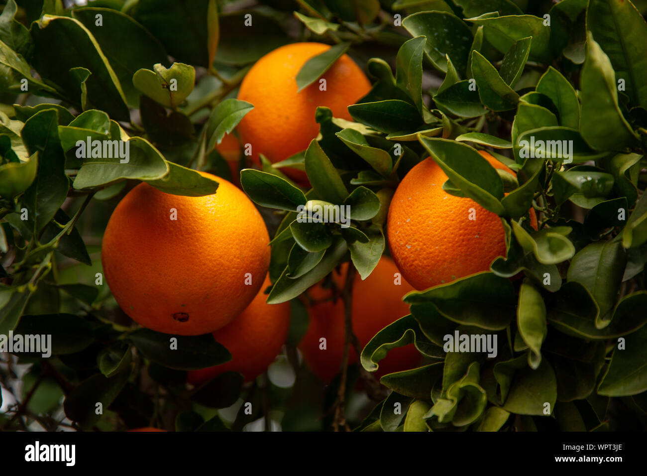 Navel orange hi-res stock photography and images - Alamy