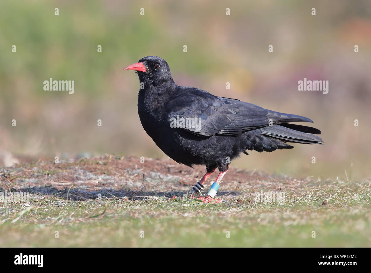 Red billed chough hi-res stock photography and images - Alamy