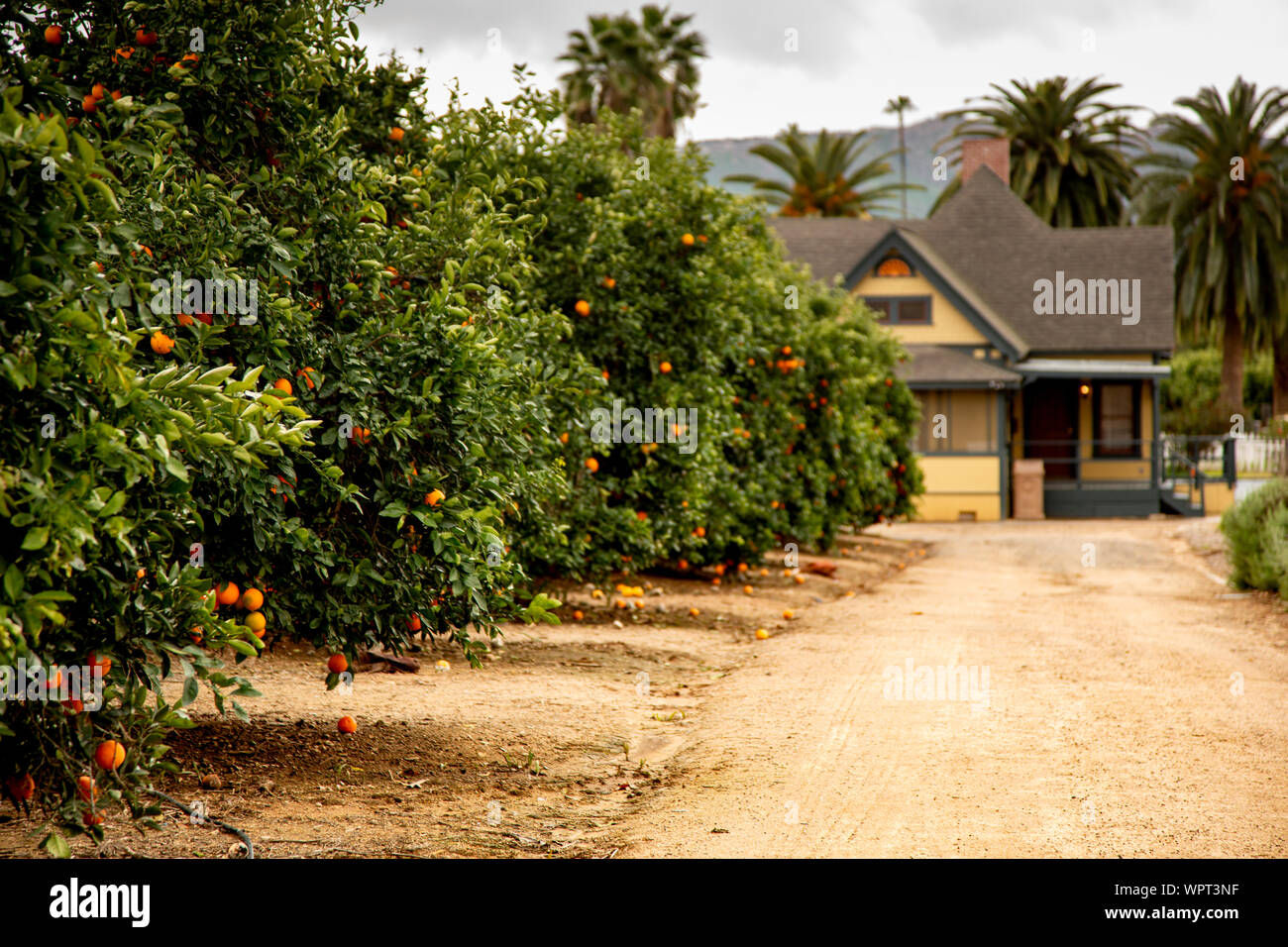 A view of a grove of citrus trees leading to a vintage farmhouse Stock ...