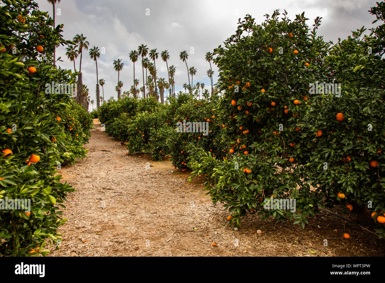 A view of a grove of citrus trees featuring oranges, with several palm ...