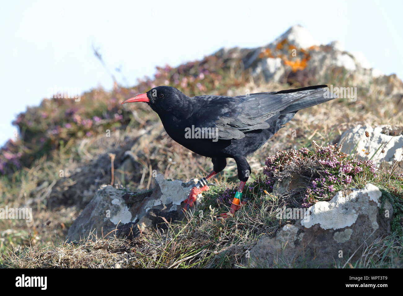 Red-billed Chough in Cornwall Stock Photo - Alamy